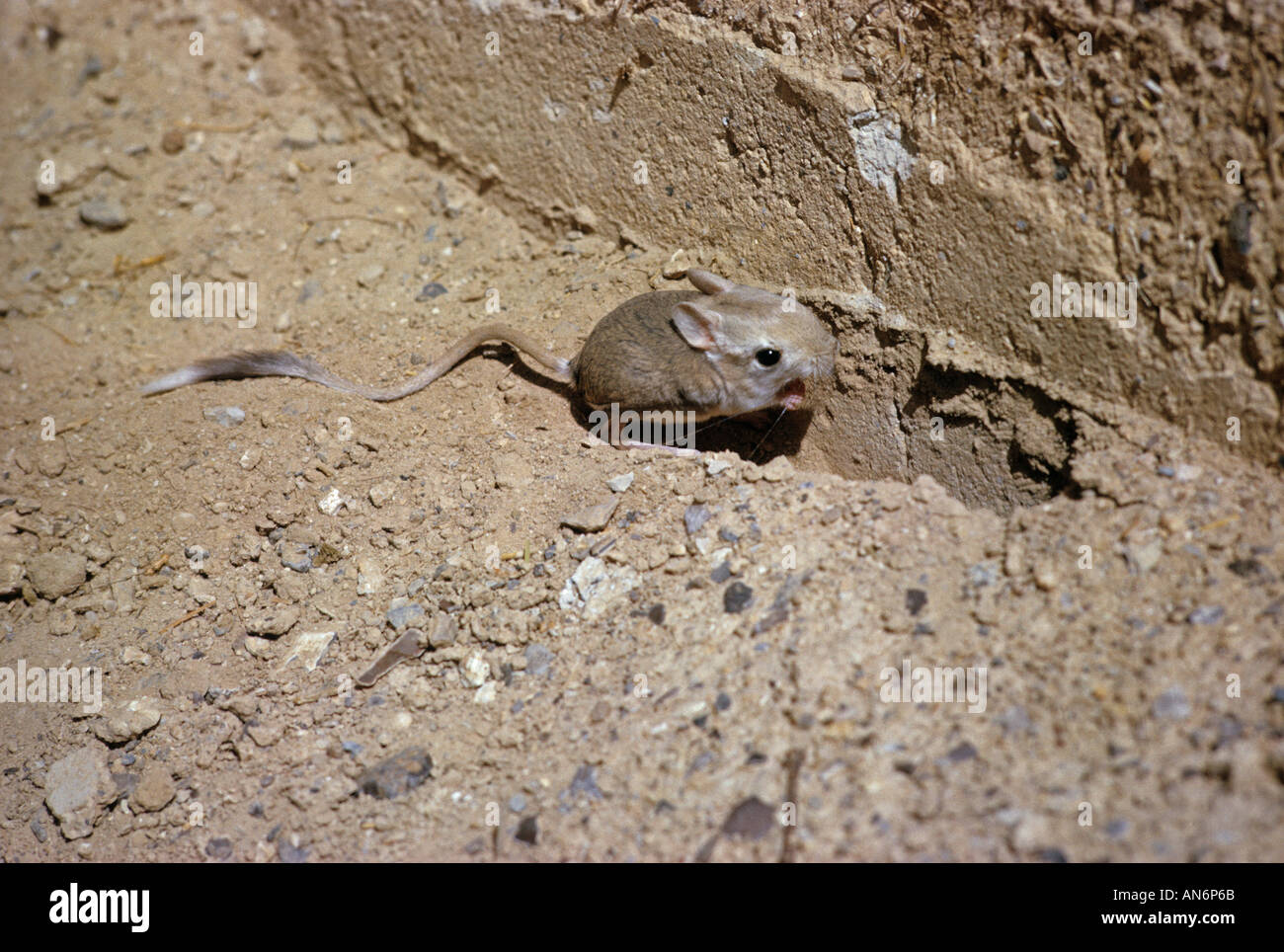 Jaculus jaculus hi-res stock photography and images - Alamy