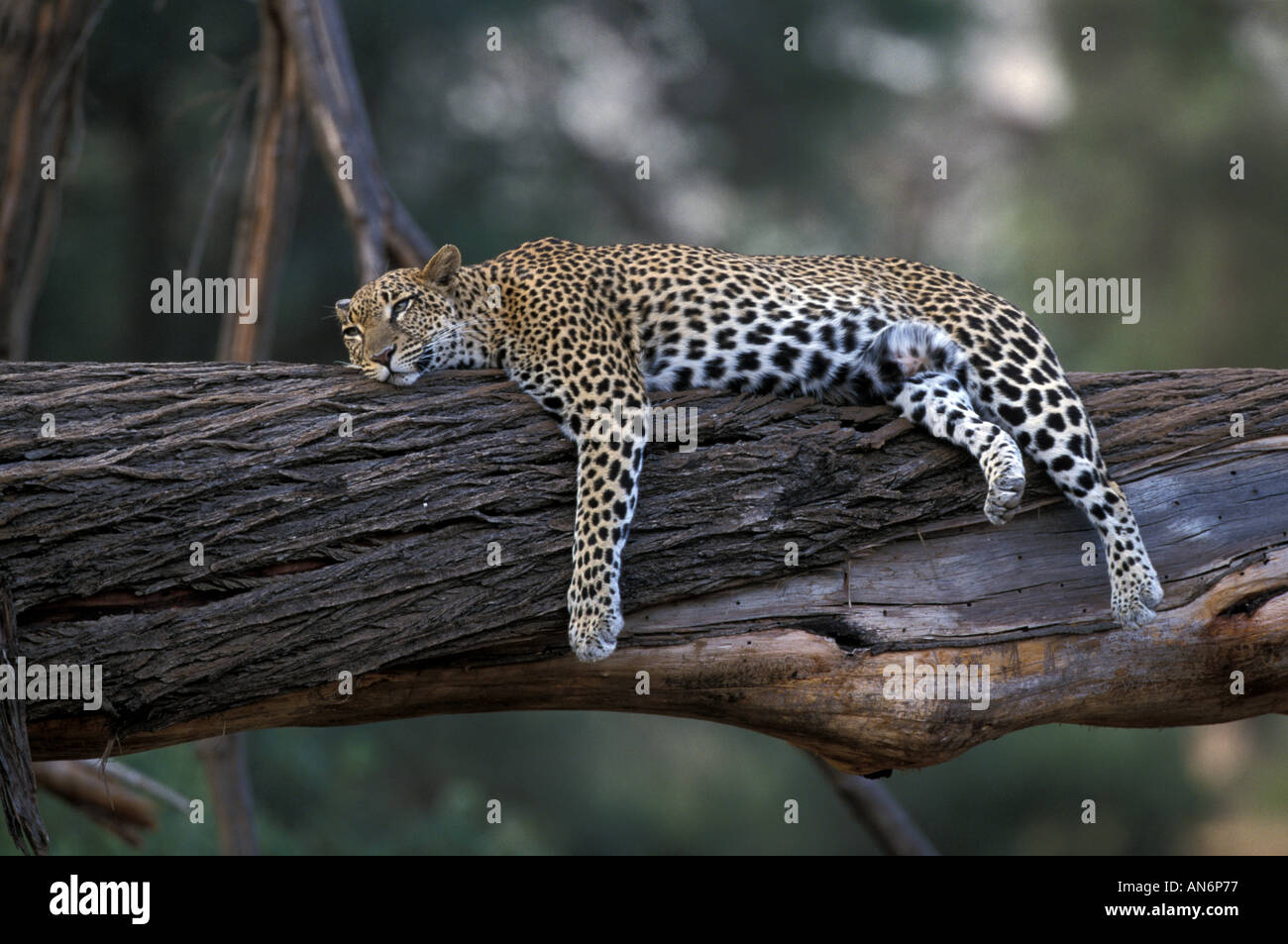 Leopard Panthera pardus Resting on tree trunk Samburu Kenya Stock Photo ...