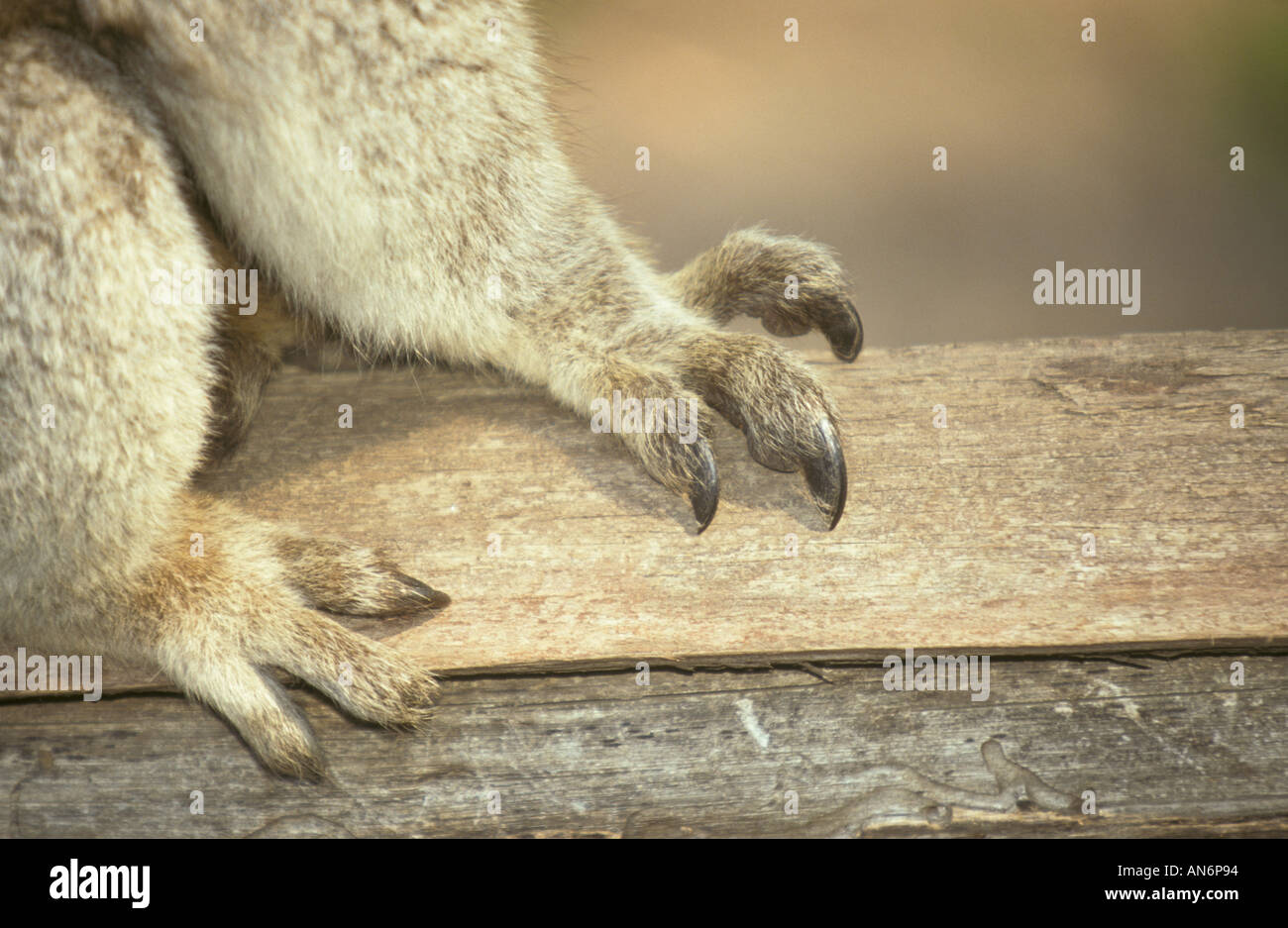 Koala feet australia hi-res stock photography and images - Alamy