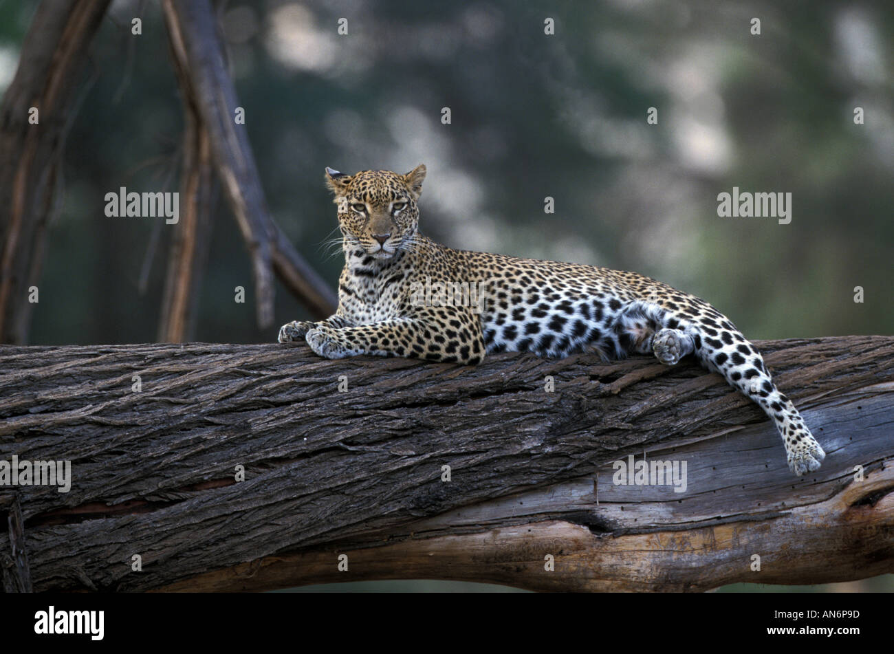 Leopard Panthera pardus Alert but lying on tree trunk Stock Photo - Alamy