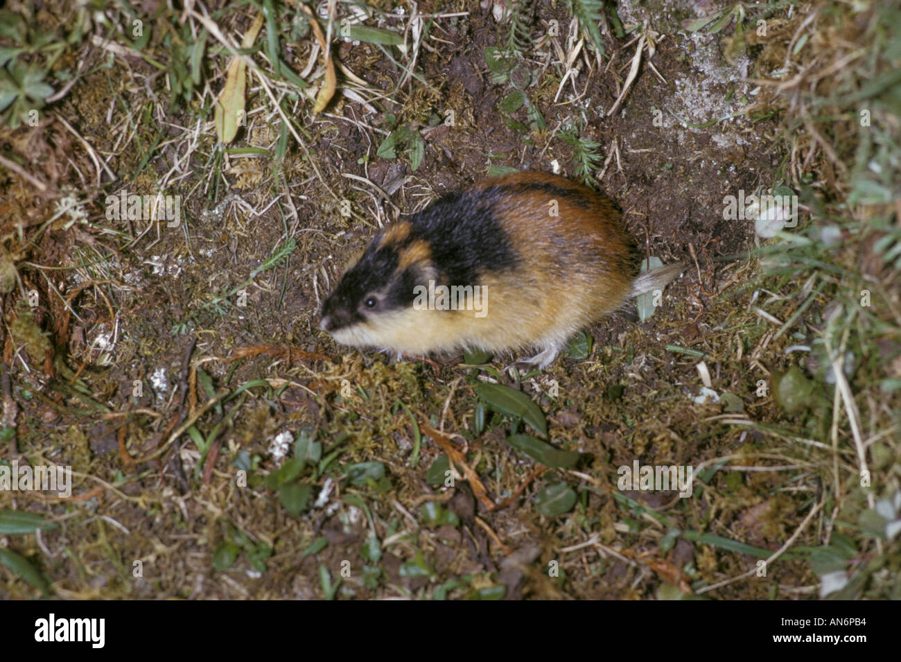 Lemming hi-res stock photography and images - Alamy