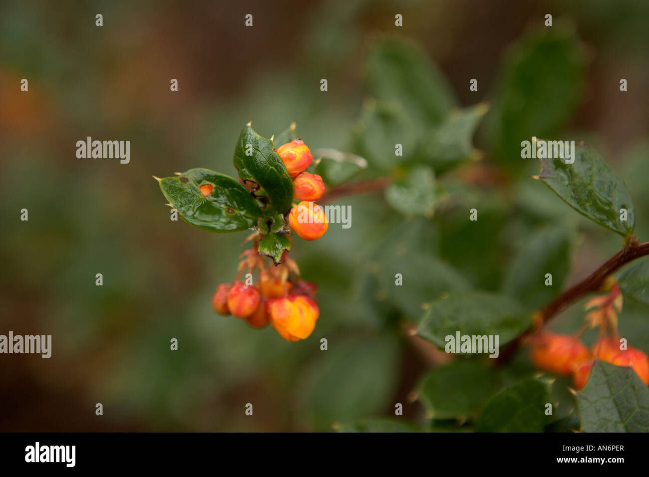 Ainsworth Bay Patagonia Chile Stock Photo - Alamy