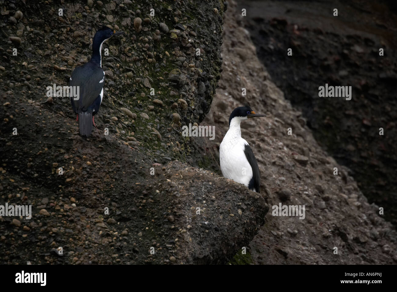 Cormorants Patagonia Chile Stock Photo - Alamy