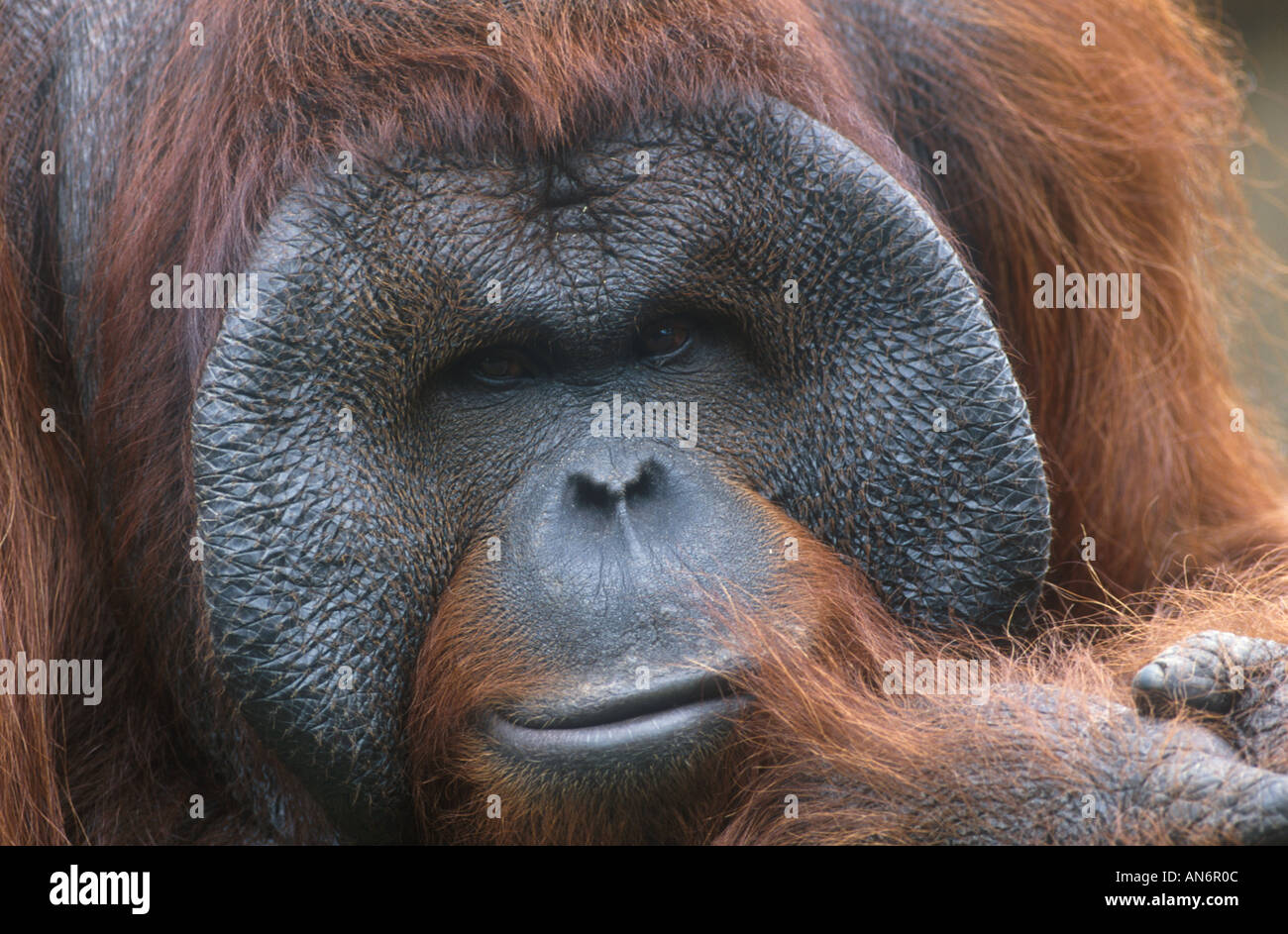 Orang Utang Pongo pygmaeus Close up of 25 year old male Stock Photo - Alamy