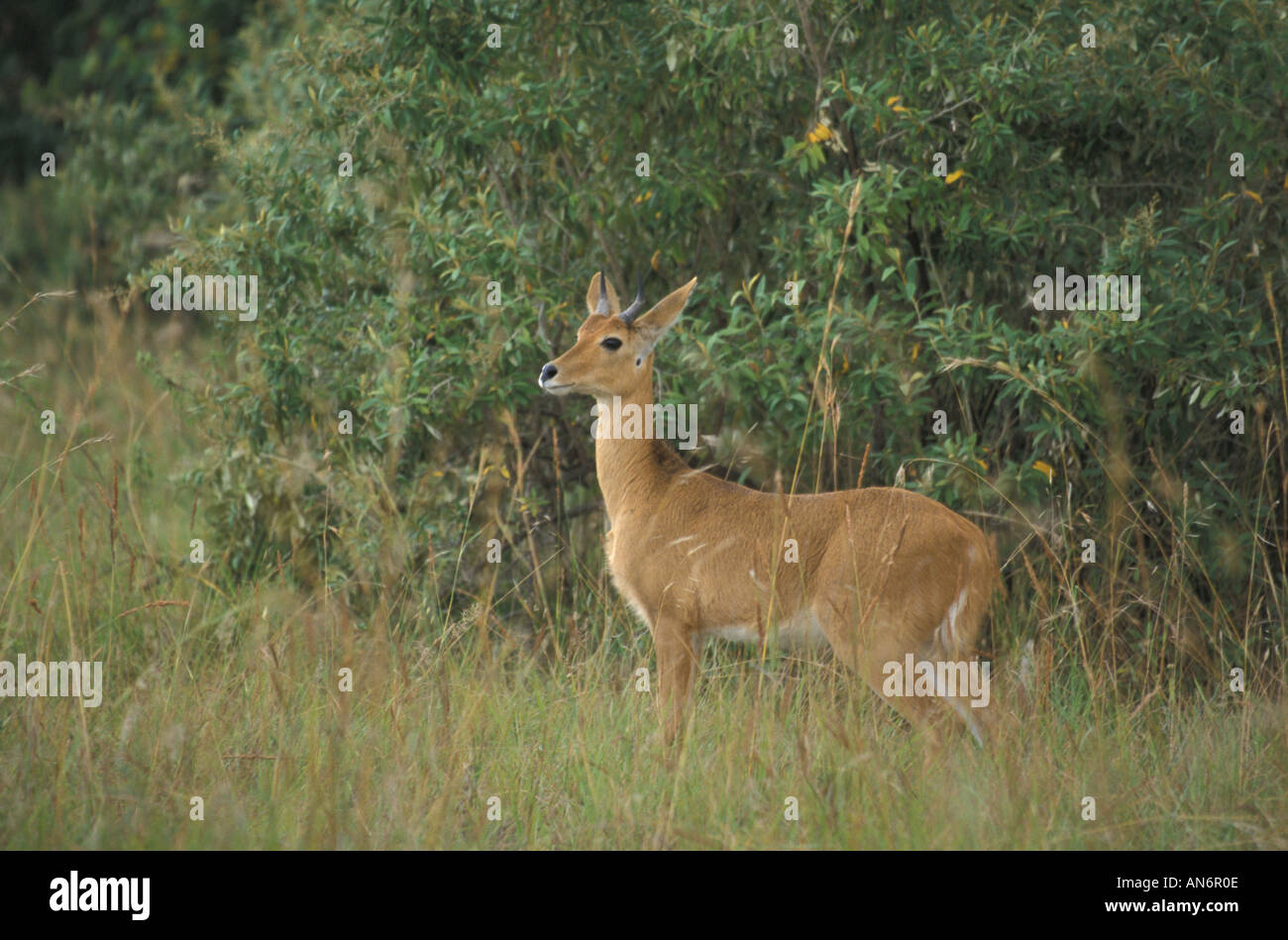 Oribi Ourebia ourebi Male Kenya Stock Photo - Alamy