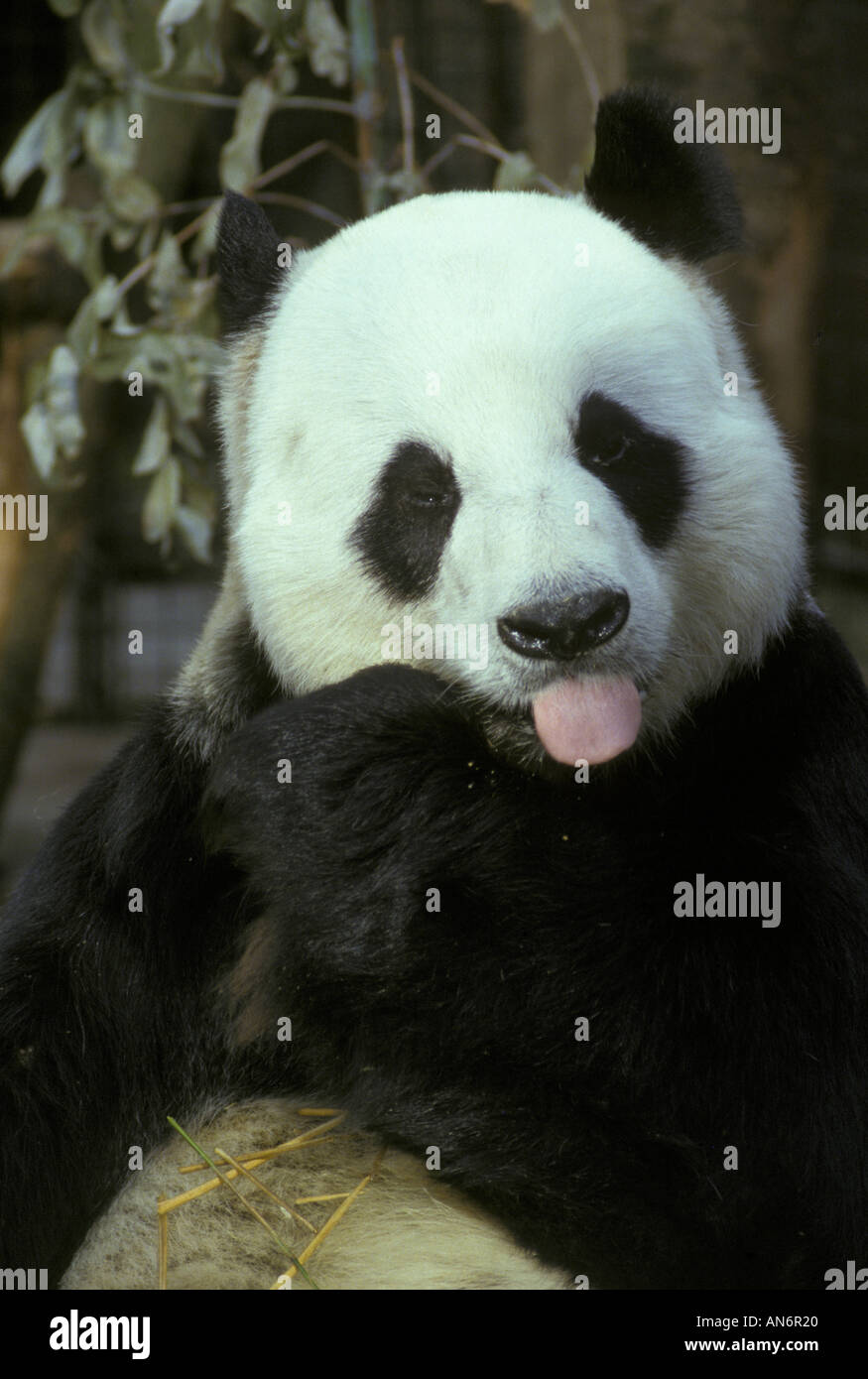 Panda Ailuropoda melanoleuca Close up of head feeding tongue showing ...