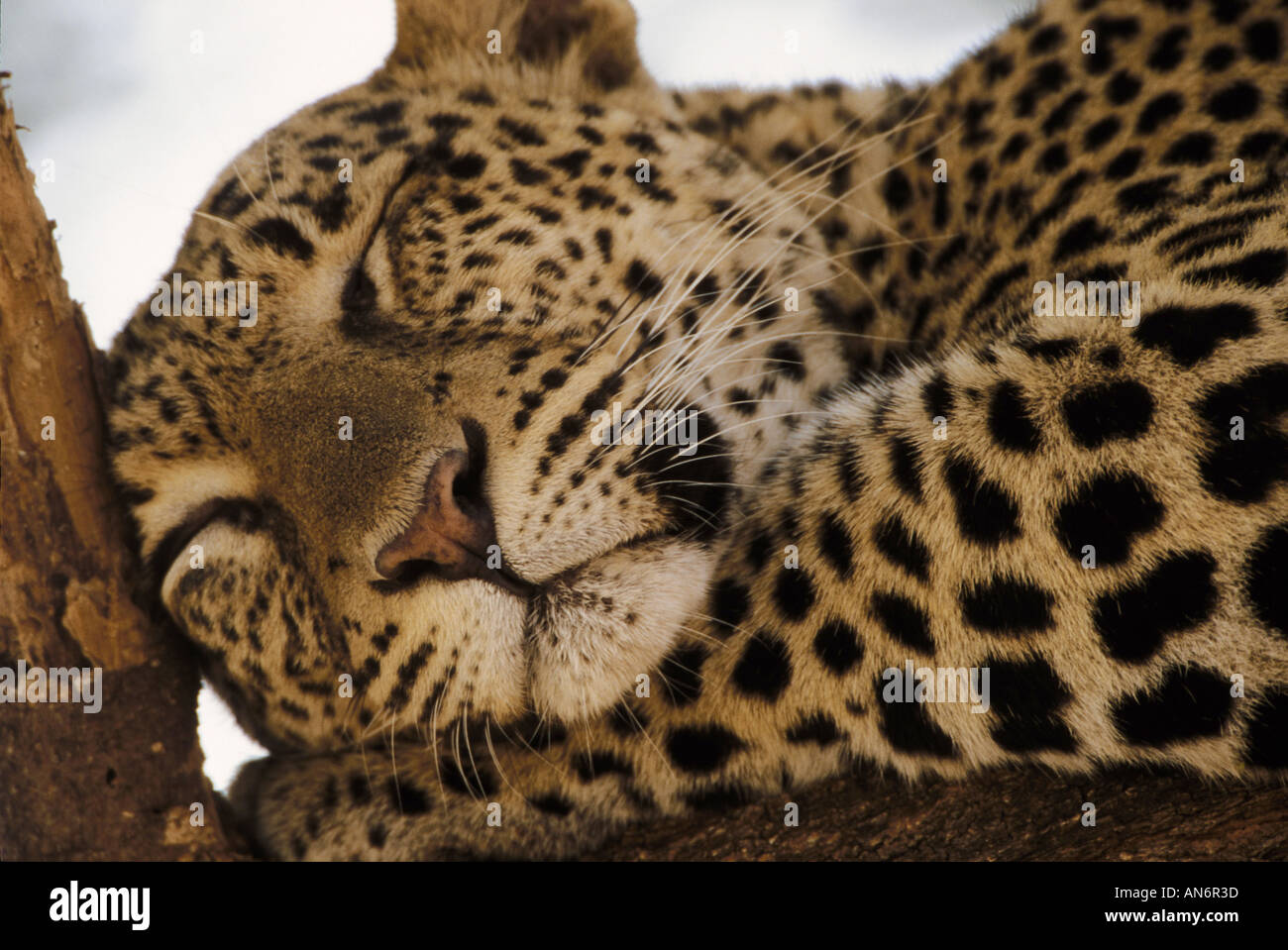 Leopard Panthera pardus Sleeping Stock Photo - Alamy