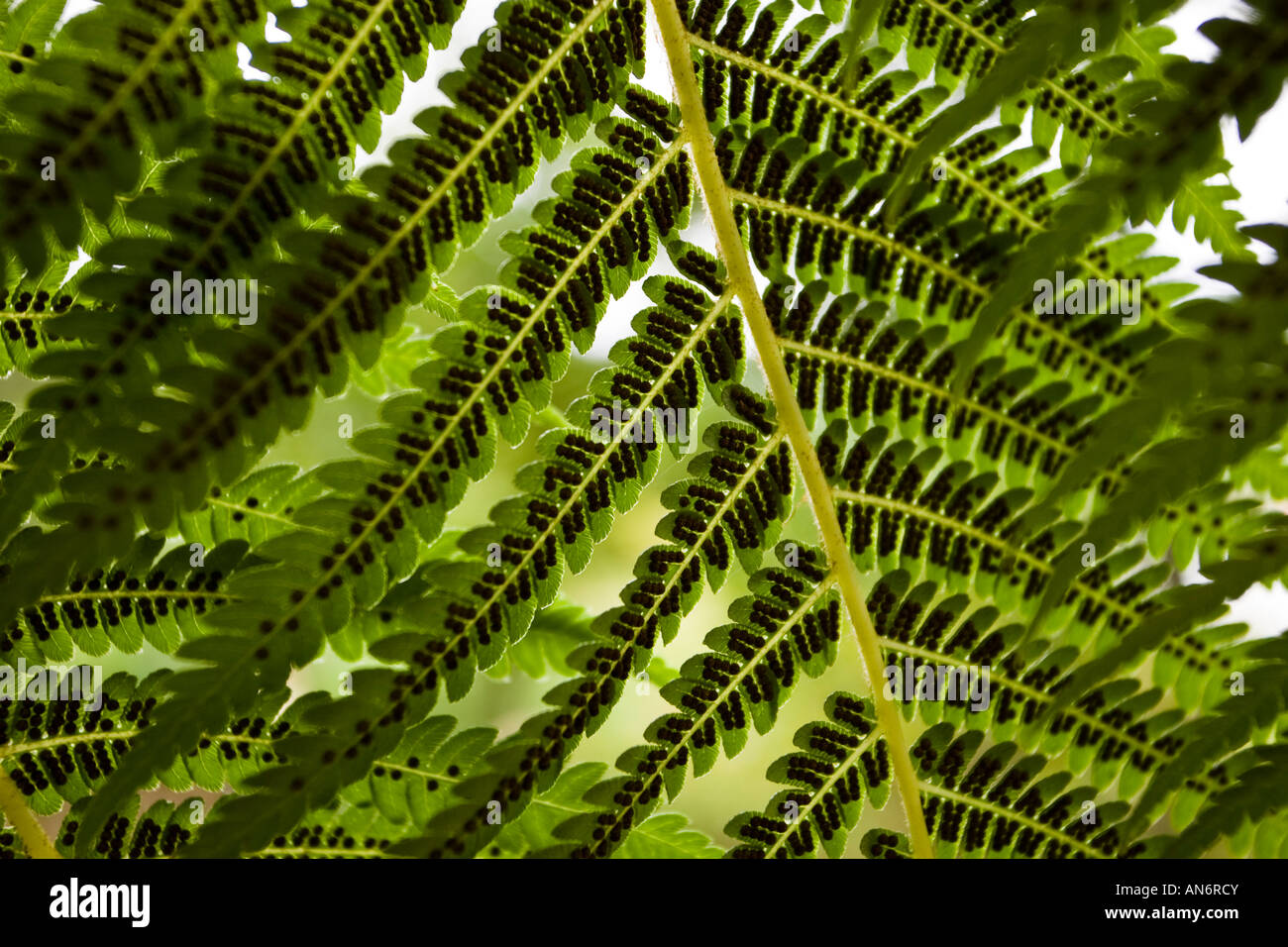 Fern seeds hi-res stock photography and images - Alamy