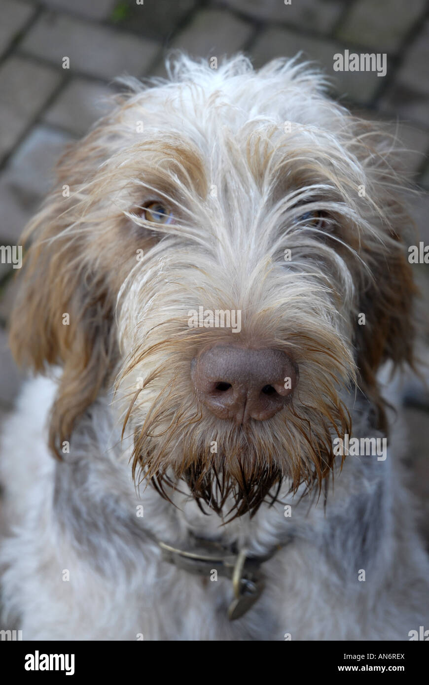 Italian Spinone Dog Stock Photo - Alamy