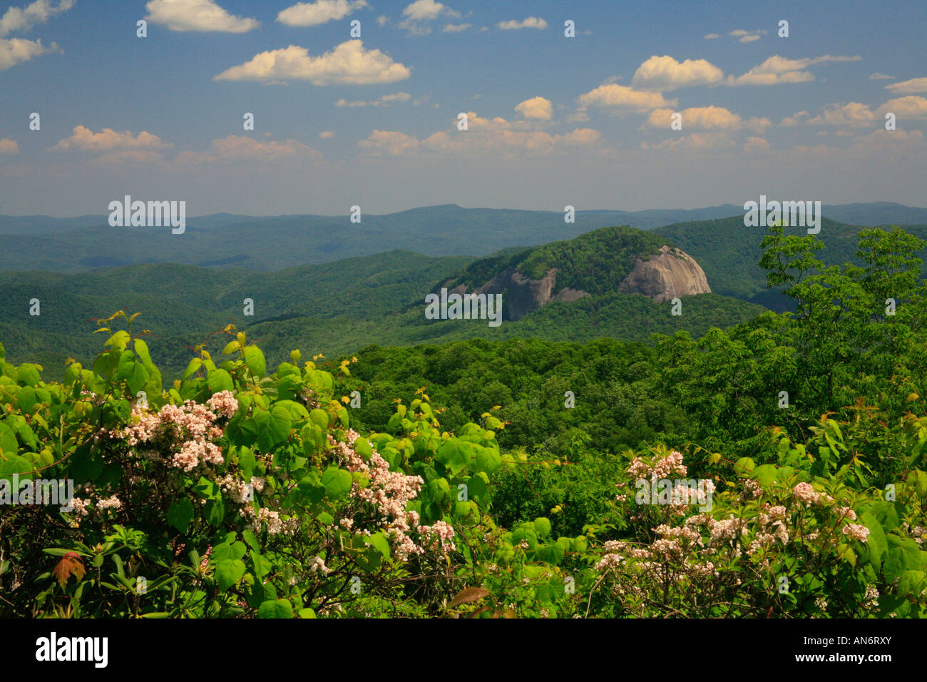 Mountain laurel blue ridge parkway hi-res stock photography and images ...