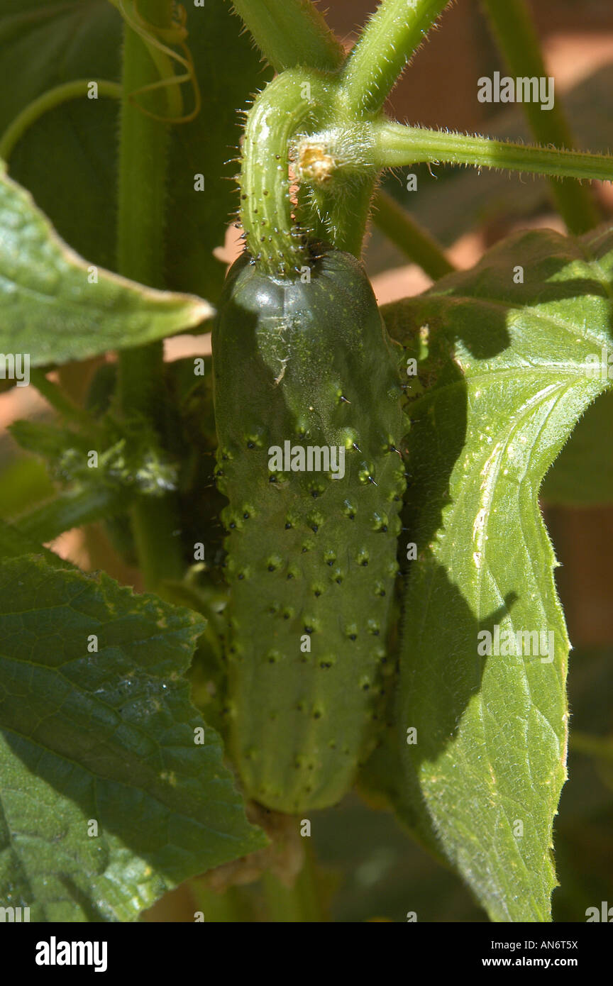 Cucumber Plant (Cucumis sativus Stock Photo - Alamy