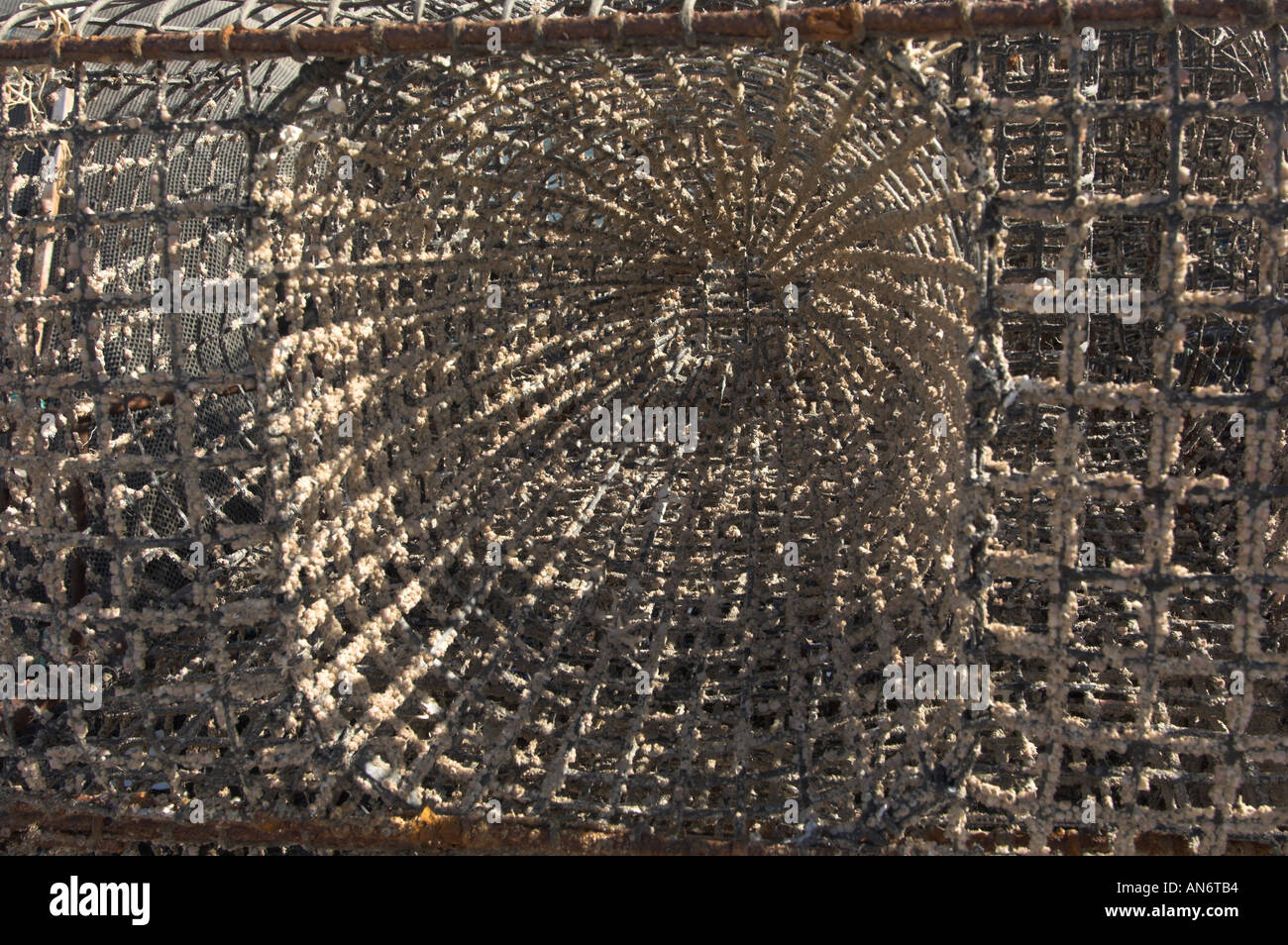 squid, octopus, cage nets Stock Photo - Alamy