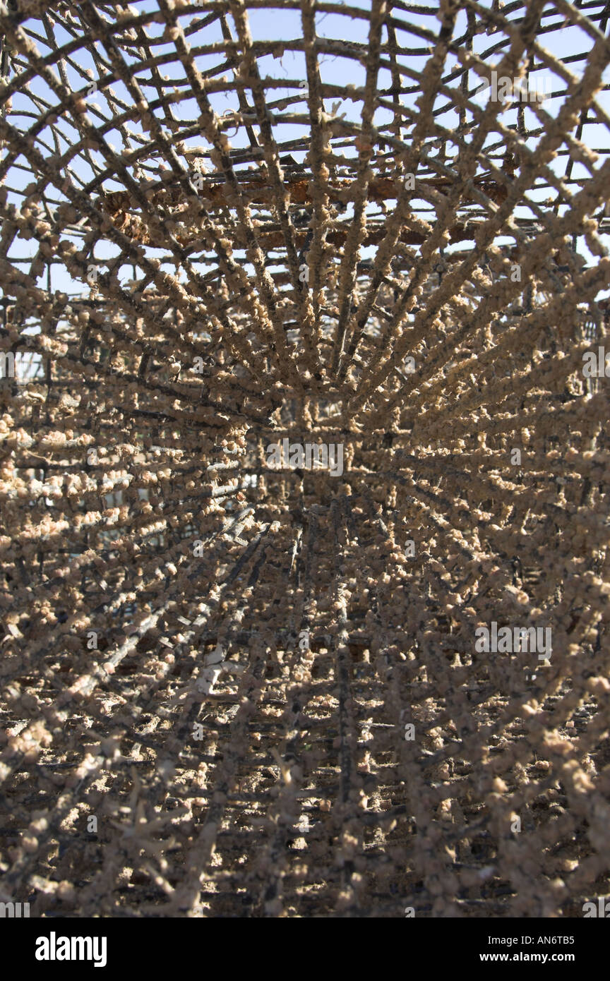 squid, octopus, cage nets Stock Photo - Alamy