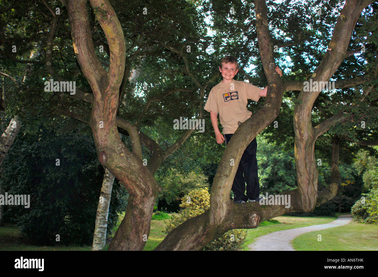A 13yr Old Boy Standing Up On The Thick Branch Of A Tree Stock Photo ...