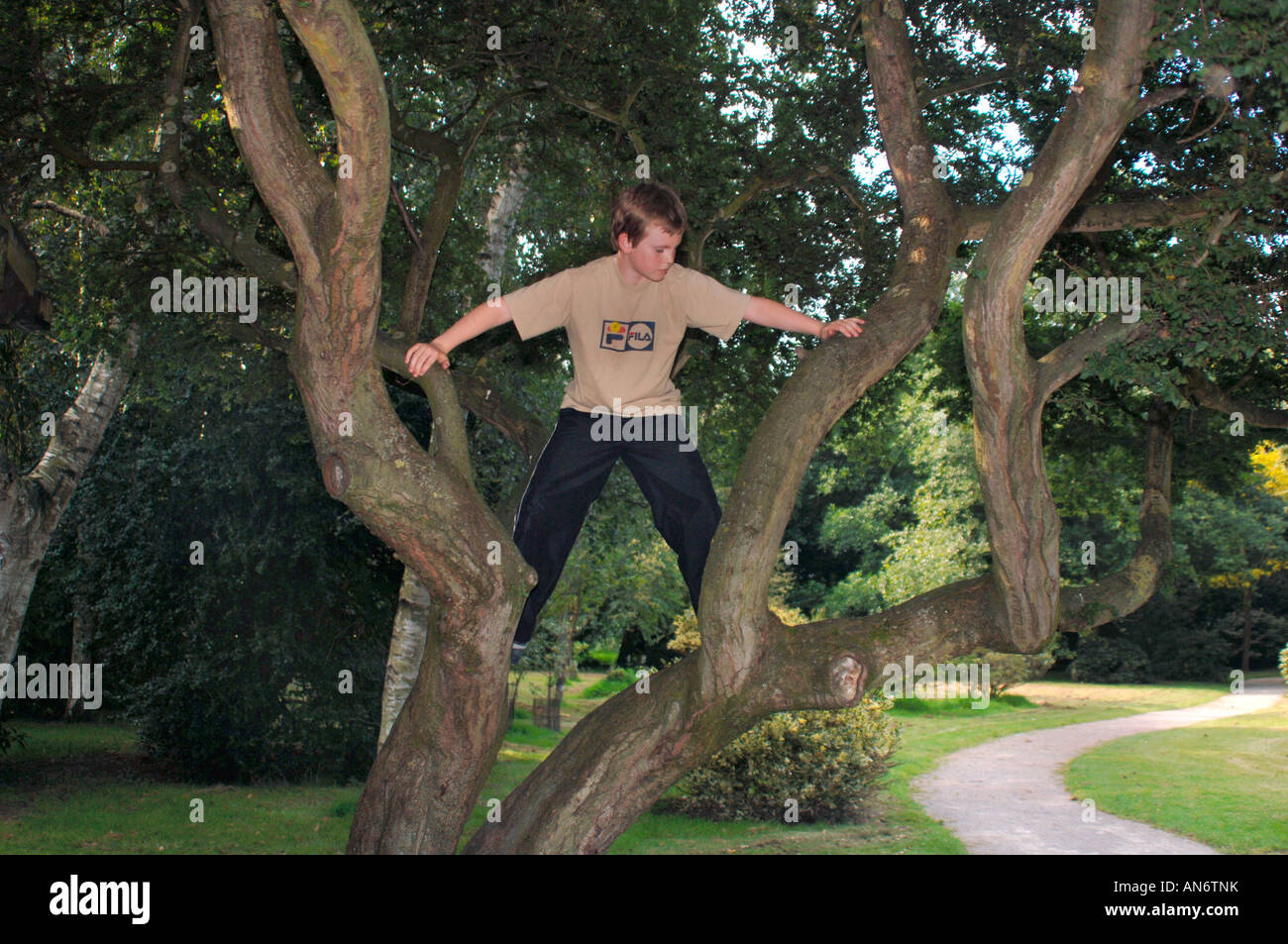 A 13yr Old Boy Standing Up On The Thick Branches Of A Tree Stock Photo ...