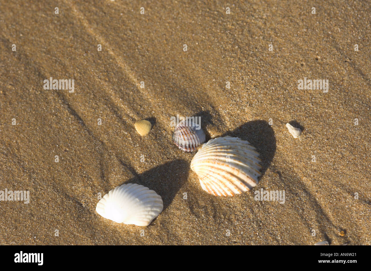 Portugal algarve sea shells beach hi-res stock photography and images ...
