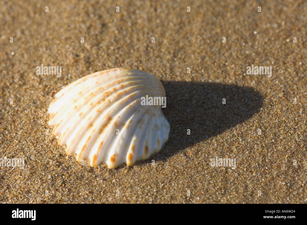 Portugal algarve sea shells beach hi-res stock photography and images ...