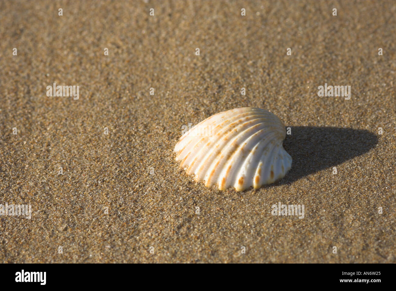Portugal Algarve Sea Shells Beach High Resolution Stock Photography and ...