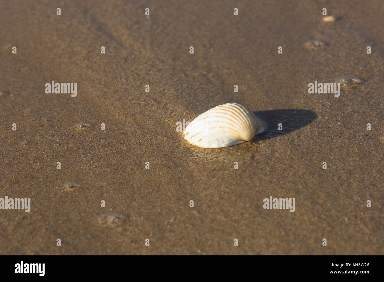 shell on the beach sand Stock Photo - Alamy