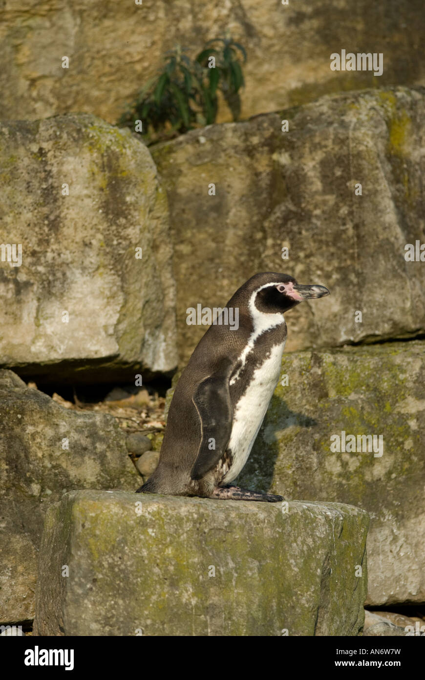 Spheniscus humboldti captive hi-res stock photography and images - Alamy