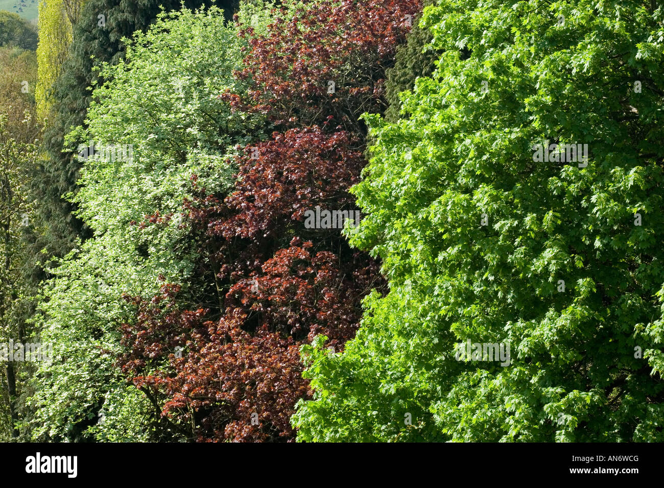Bronze young leaves hi-res stock photography and images - Alamy