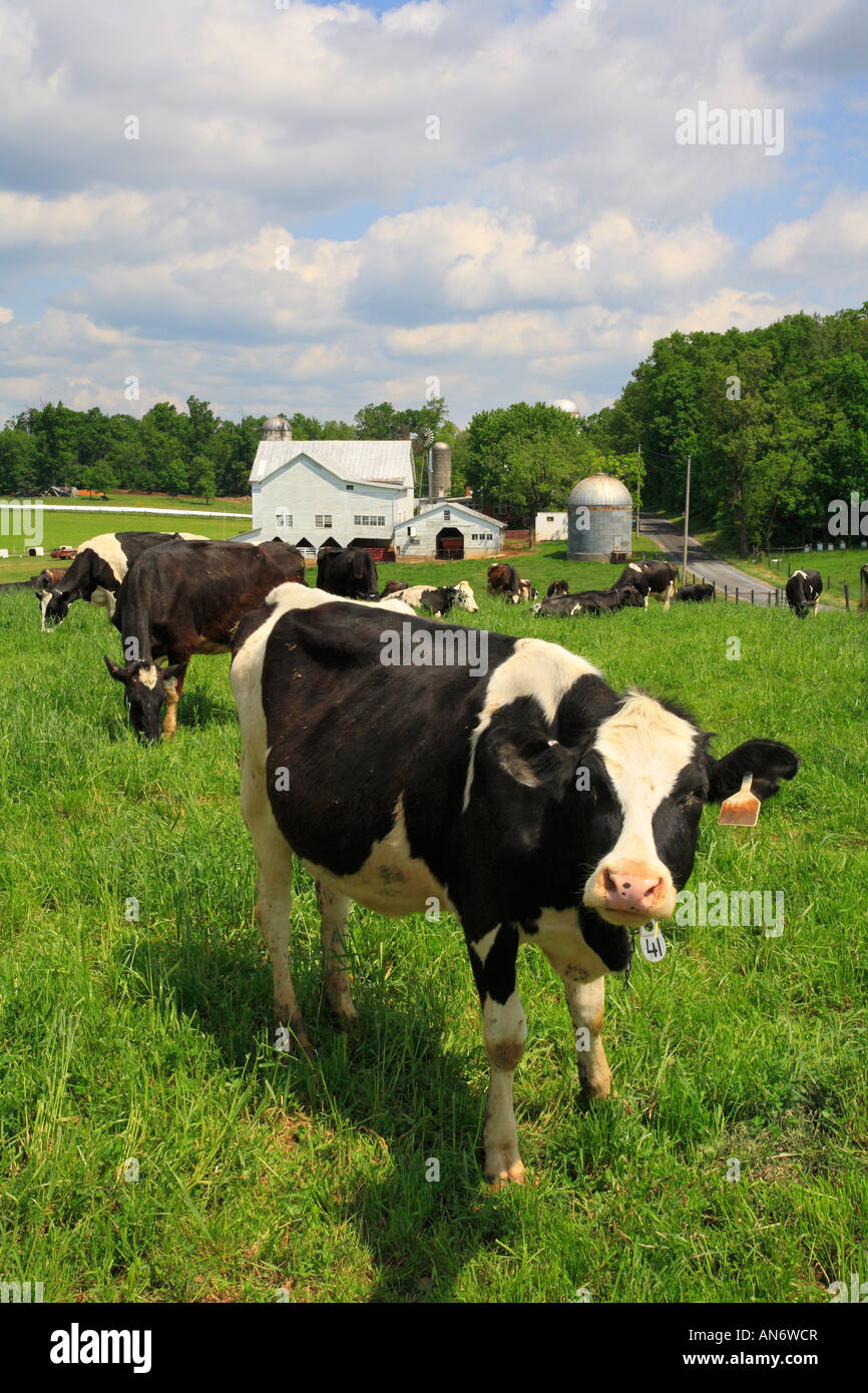 Curious Holstein Dairy Cow in the Shenandoah Valley of Virginia, USA ...