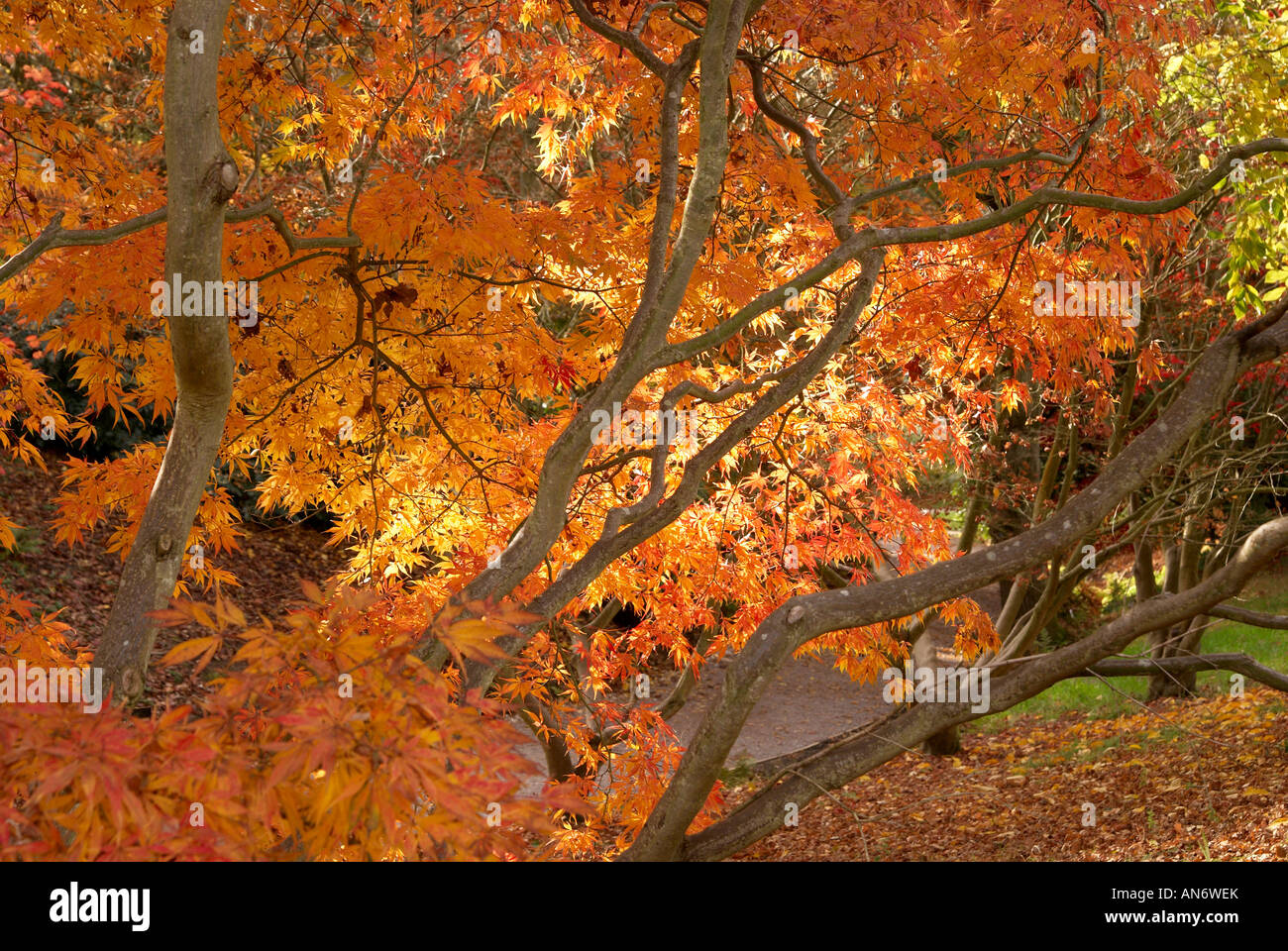 Orange autumn colour hi-res stock photography and images - Alamy