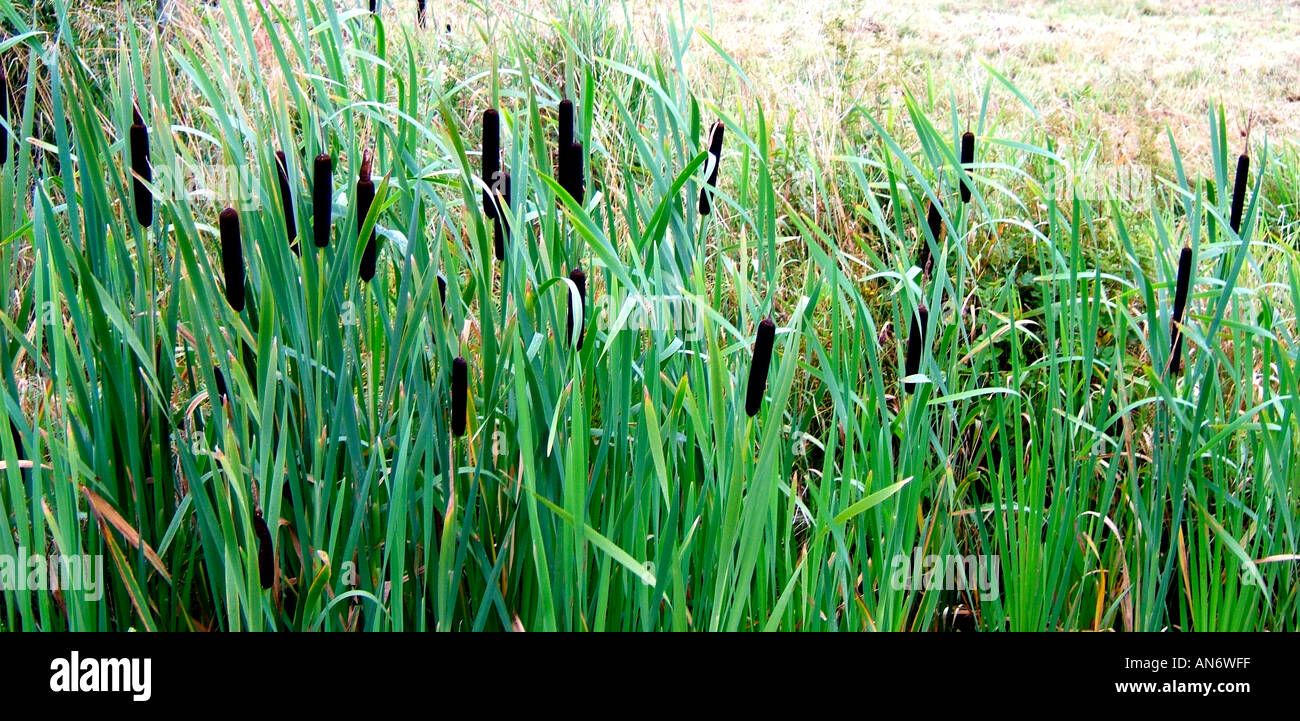 Bull Rushes High Resolution Stock Photography and Images - Alamy