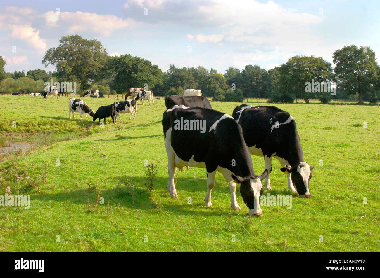 Open field cows hi-res stock photography and images - Alamy