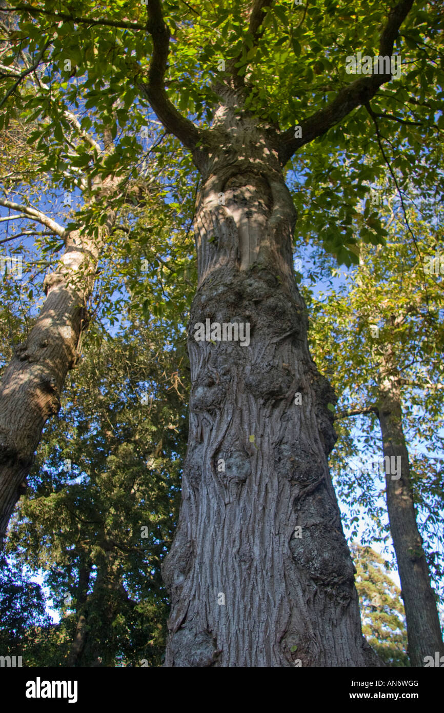 Sweet Chestnut tree Stock Photo - Alamy