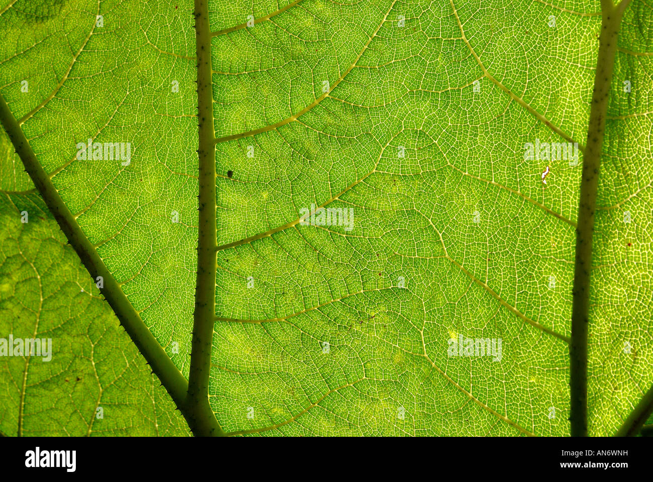 Close-up of a gunnera leaf Stock Photo - Alamy