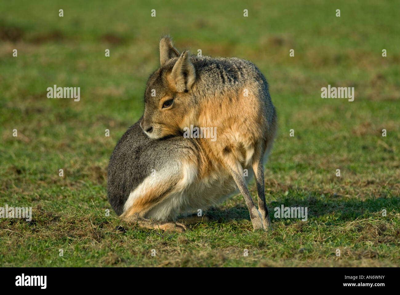 Mammal argentina rodent hi-res stock photography and images - Alamy