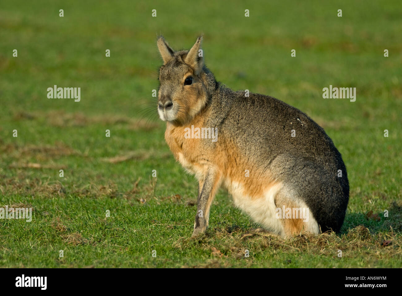The cavy hi-res stock photography and images - Alamy
