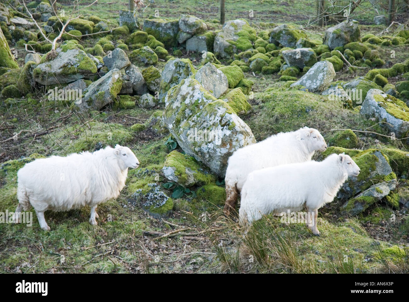 Welsh sheep farm hi-res stock photography and images - Alamy