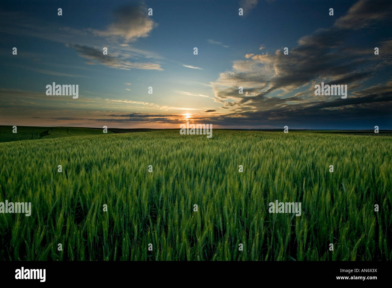 Spring wheat fields at sunset wide Stock Photo - Alamy