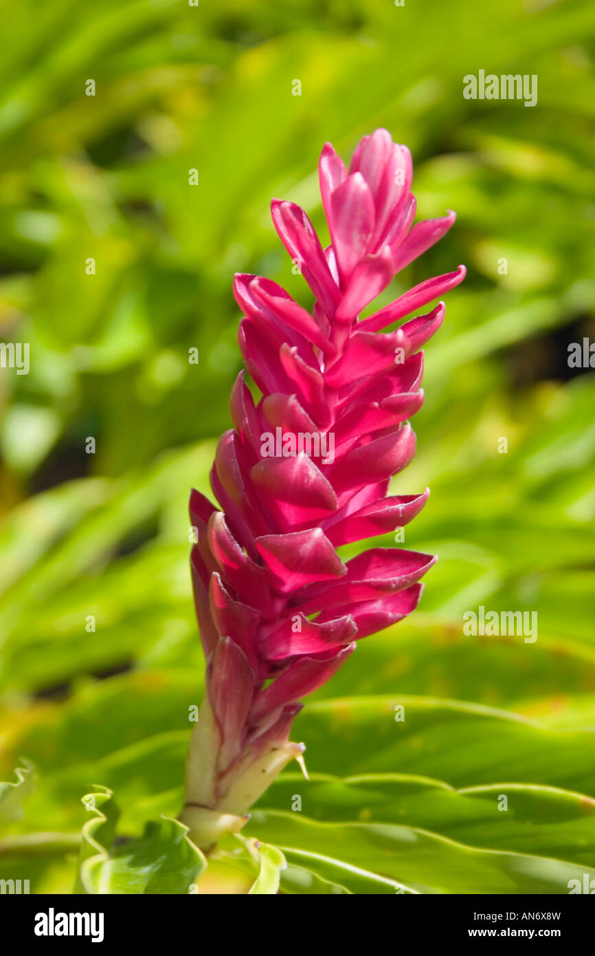 Red ginger growing at Romney Manor Botanical Gardens on the caribbean ...