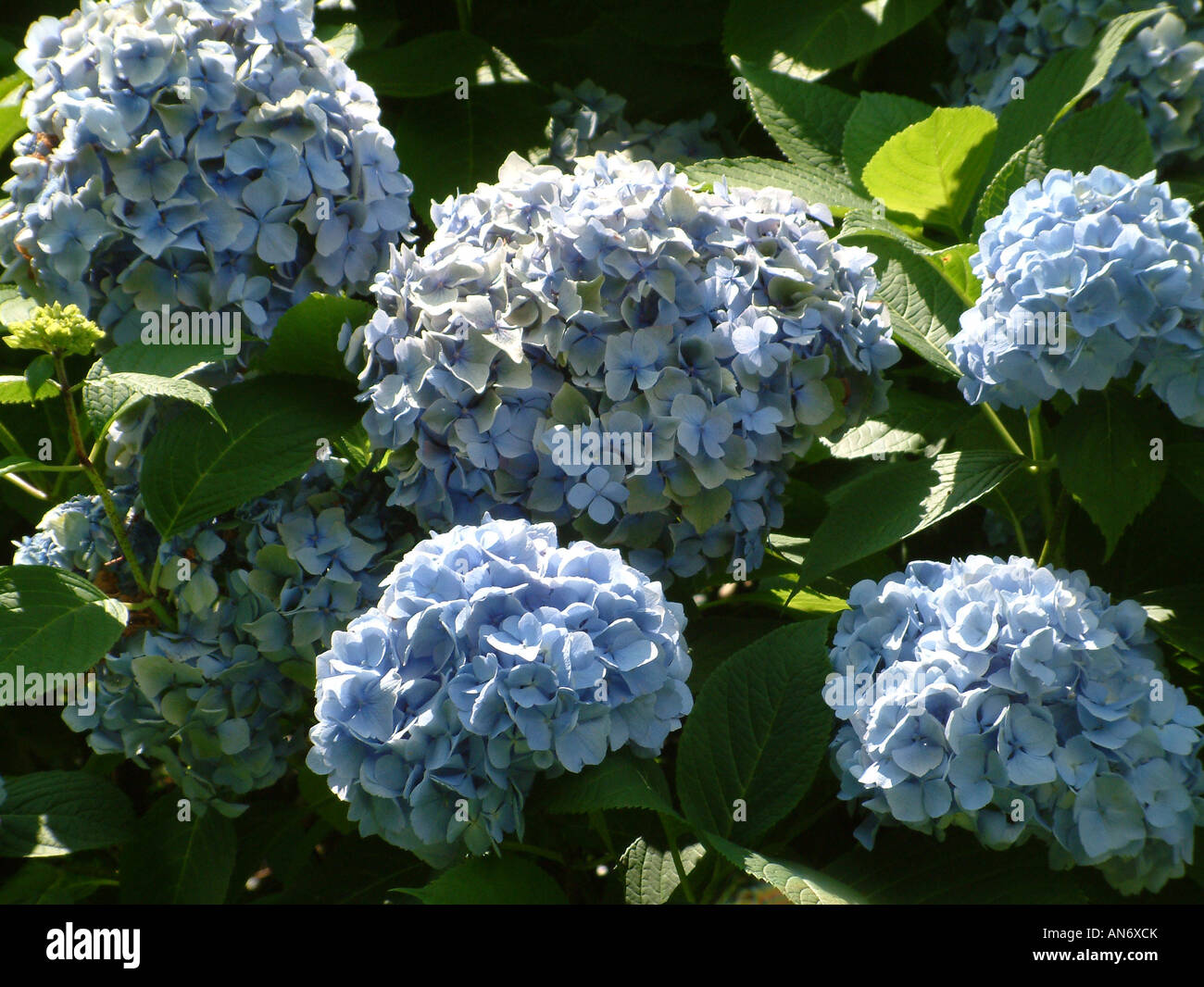 blue hydrangea, or hortensia, in flower Stock Photo - Alamy