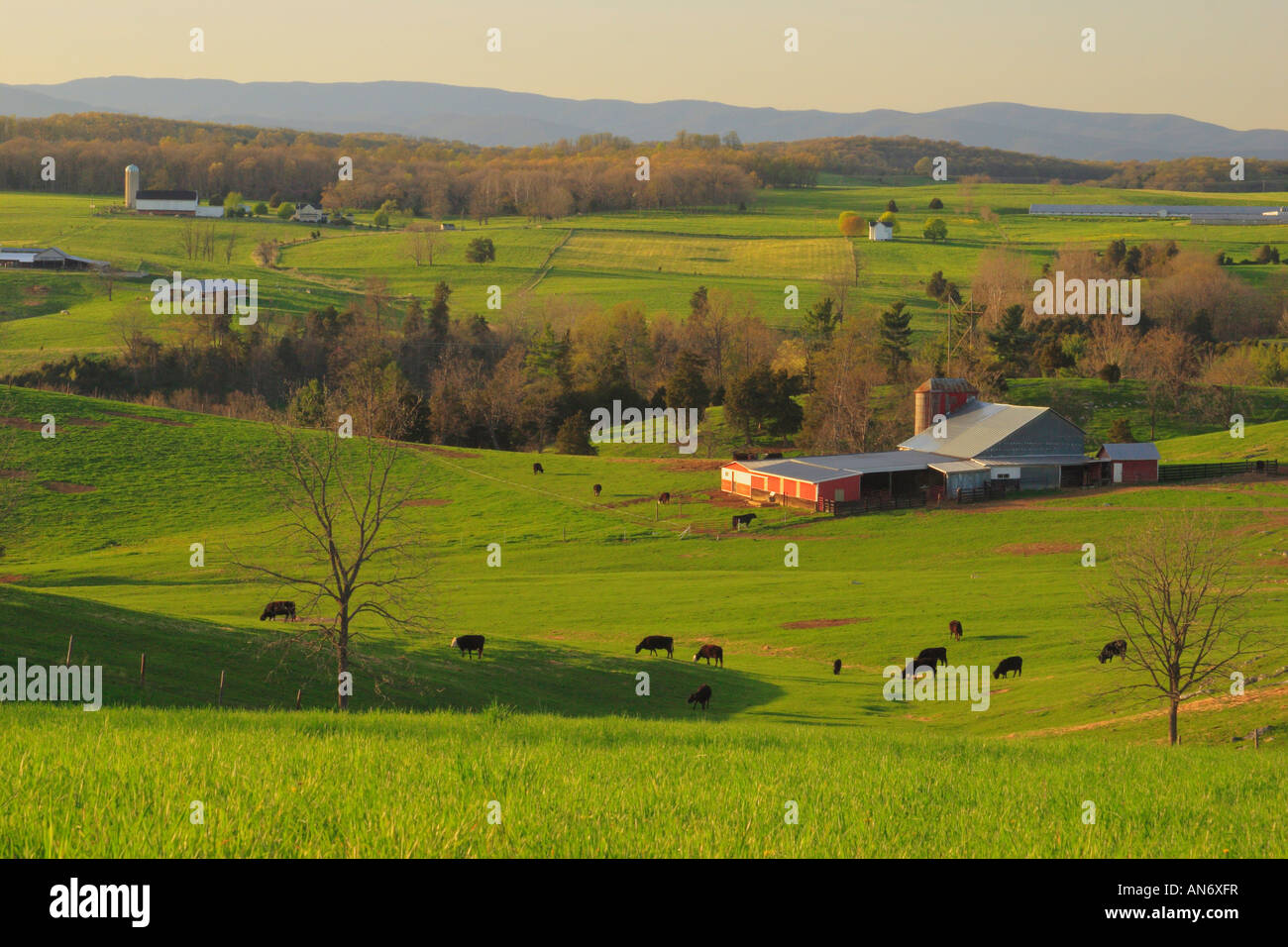 Red angus cows on pasture hi-res stock photography and images - Alamy