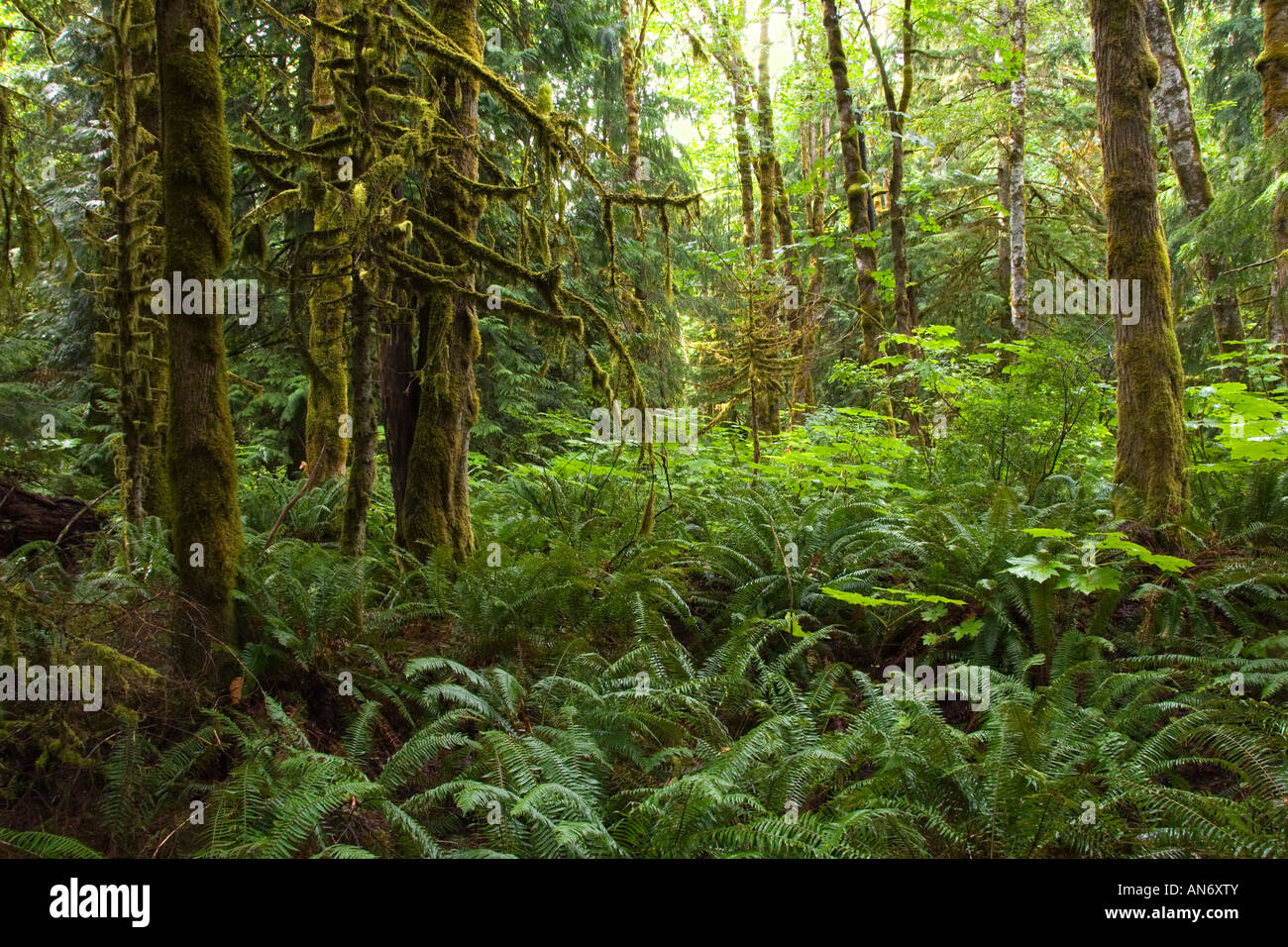 Old-growth temperate rainforest. Rosewall Creek Provincial Park ...
