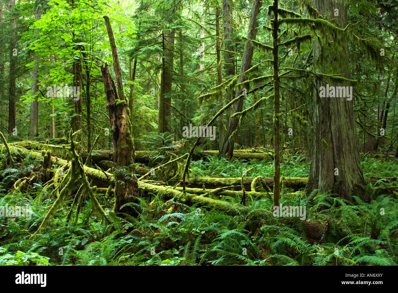 Old-growth temperate rainforest. Cathedral Grove, MacMillan Provincial ...