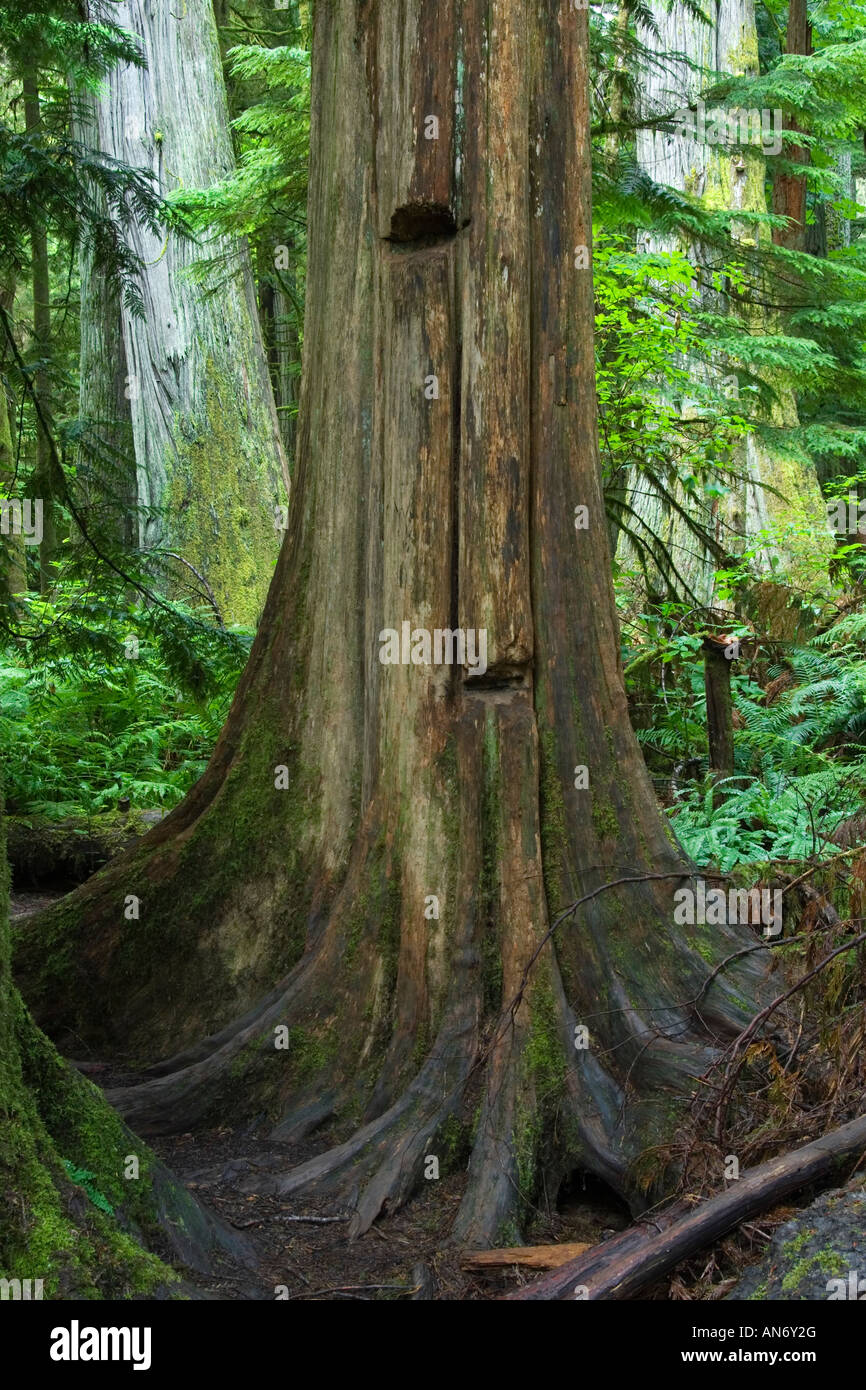 'Springboard' notches in tree stump. Cathedral Grove, MacMillan ...