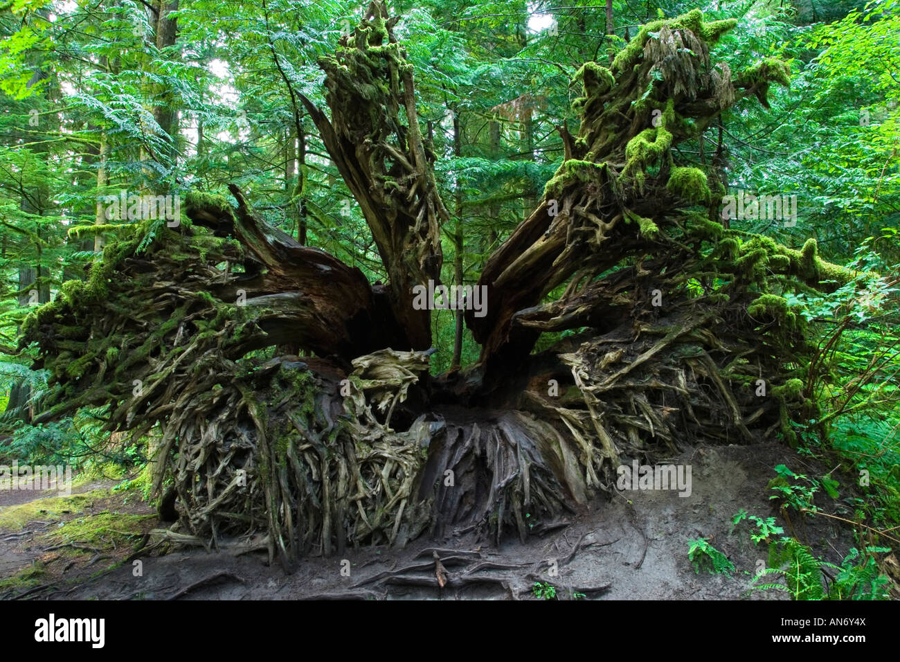 Cameron lake trail hi-res stock photography and images - Alamy