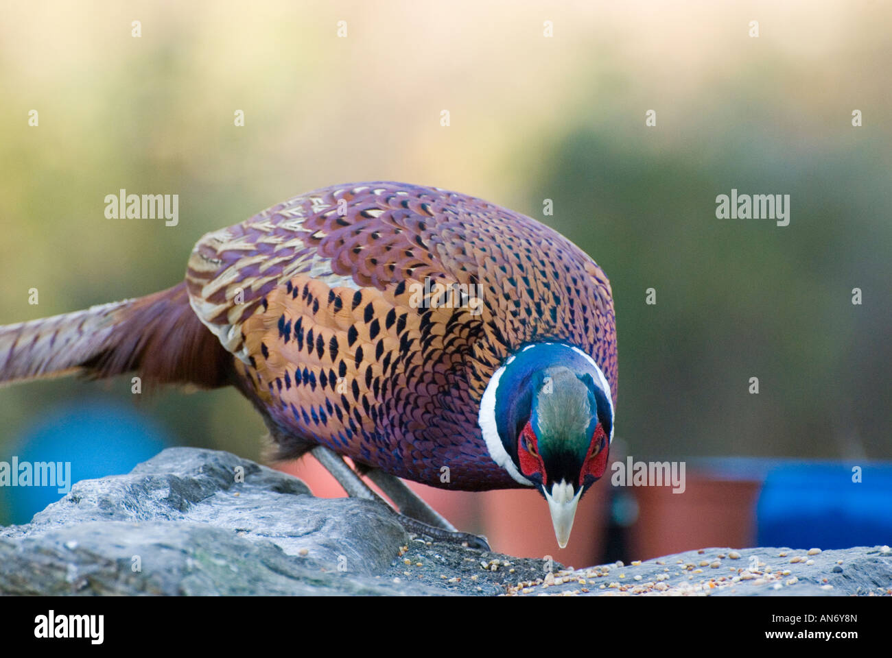 Chinese pheasant hi-res stock photography and images - Alamy