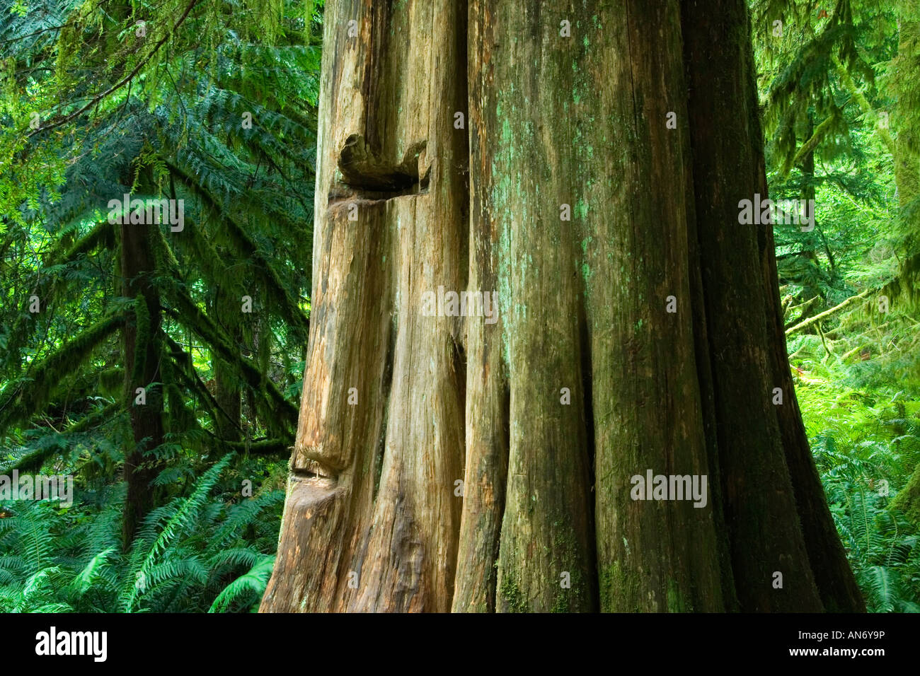 'Springboard' notches in tree stump. Cathedral Grove, MacMillan ...