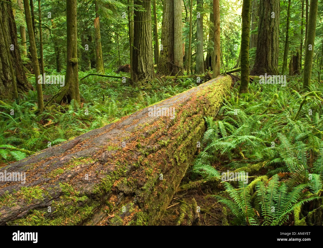 Old-growth temperate rainforest. Cathedral Grove, MacMillan Provincial ...