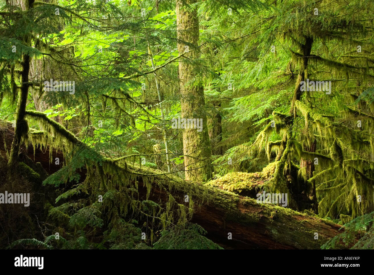 Mossy trees in old-growth temperate rainforest. Cathedral Grove ...
