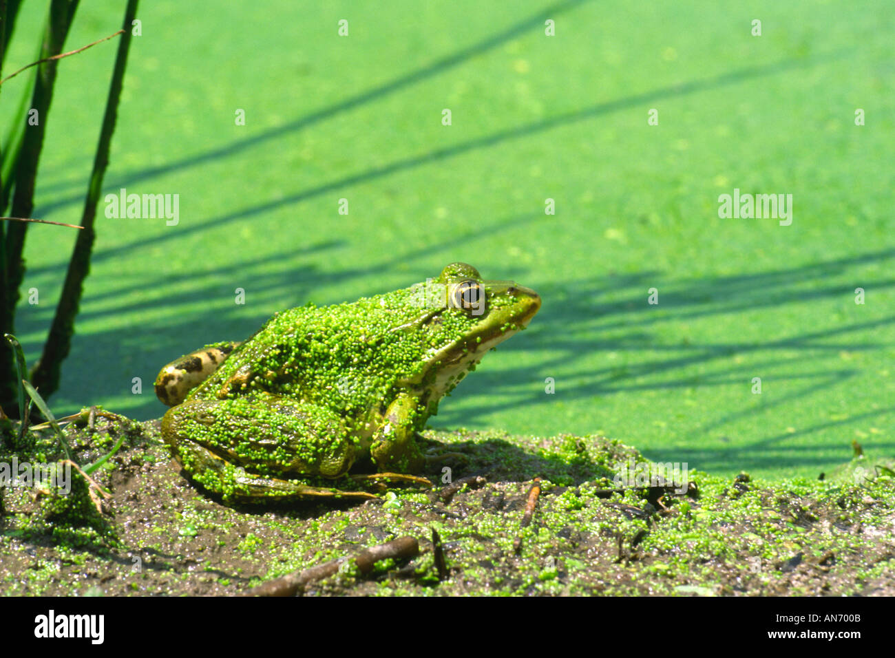Frog weed pond hi-res stock photography and images - Alamy