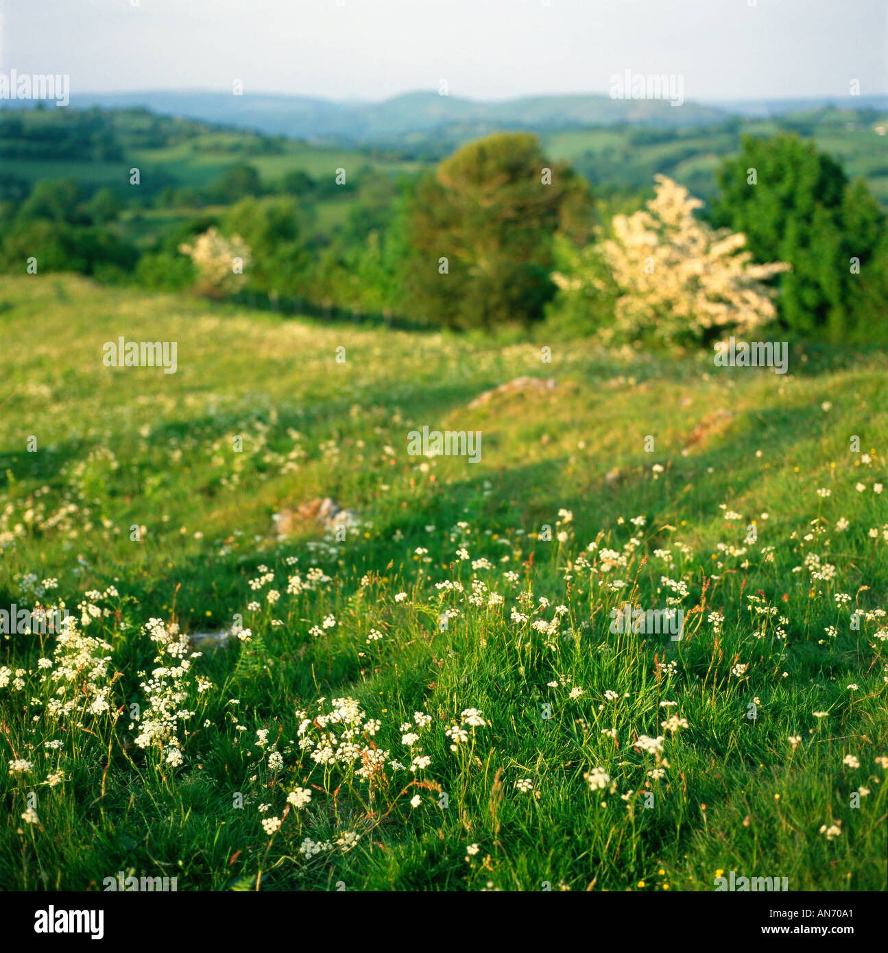 Flowery meadow in May in Porth y Rhyd Llanwrda Wales UK Stock Photo - Alamy