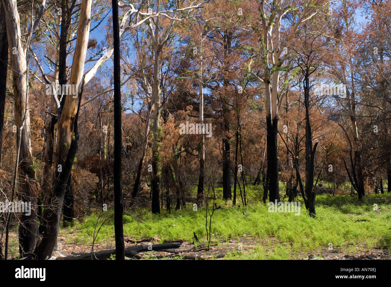 Bushfire wildfire regeneration regrowth hi-res stock photography and ...