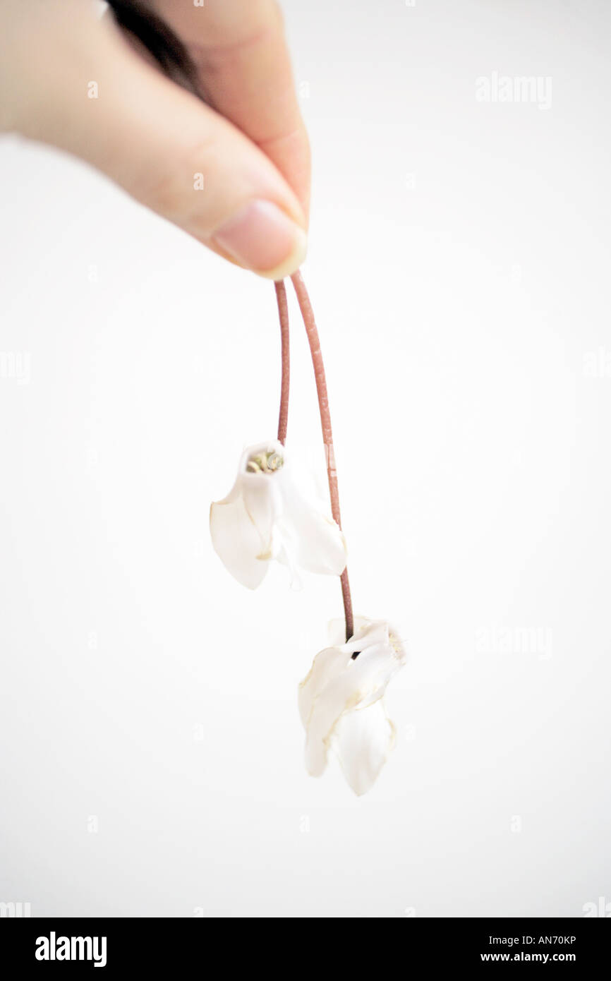 Hand holding droopy white cyclamen flowers Stock Photo - Alamy